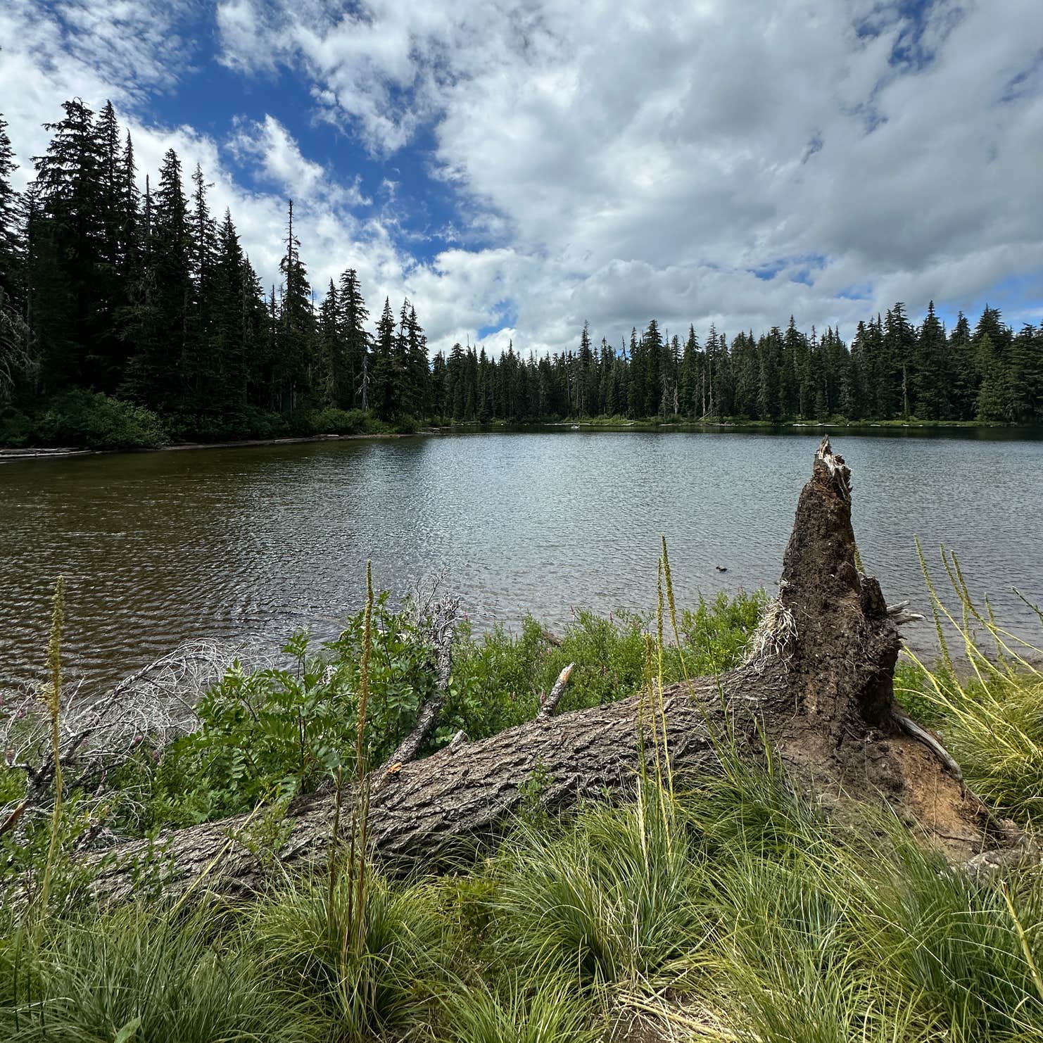 Forlorn Lakes Camping | Trout Lake, Washington