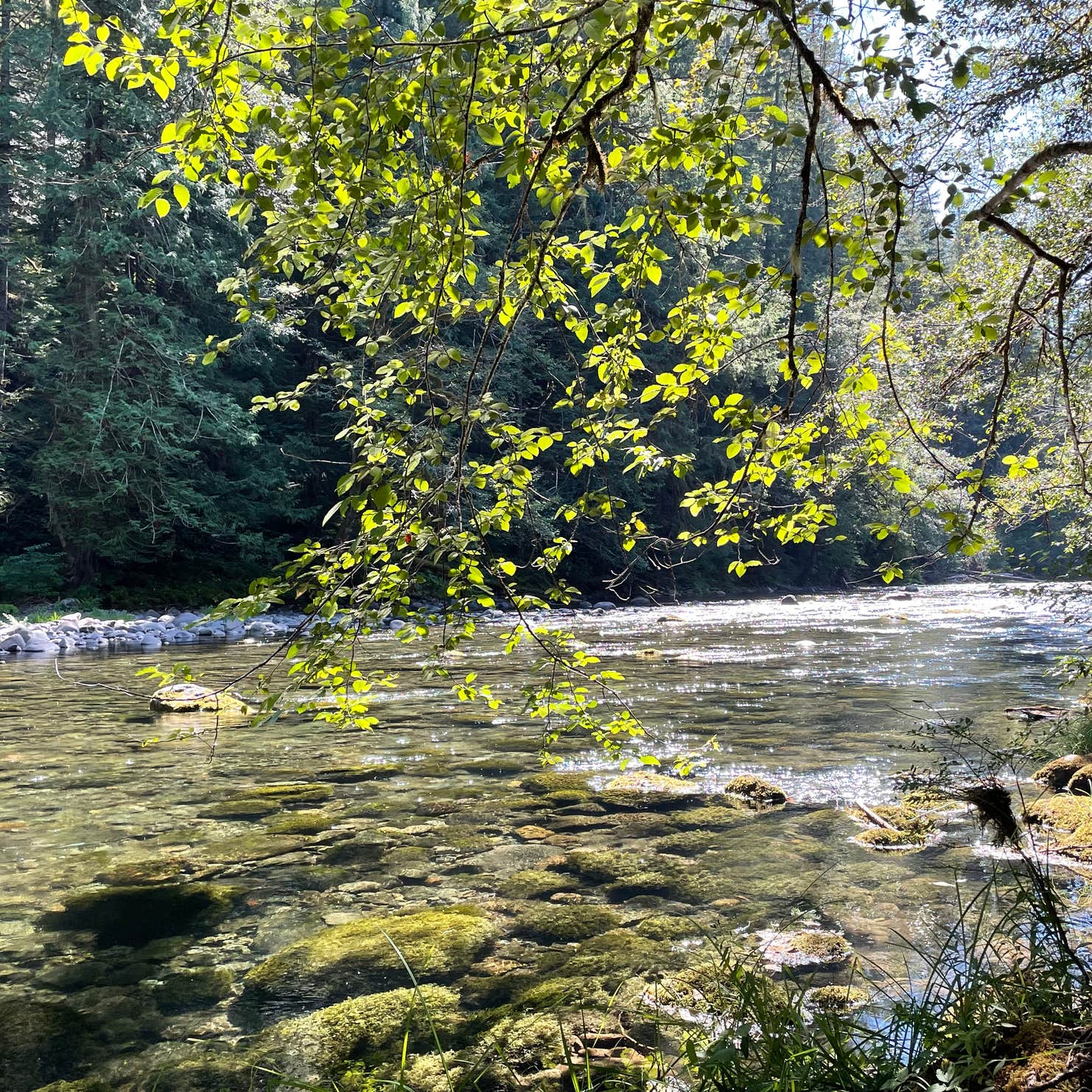 Lower Falls Campground | Trout Lake, Washington