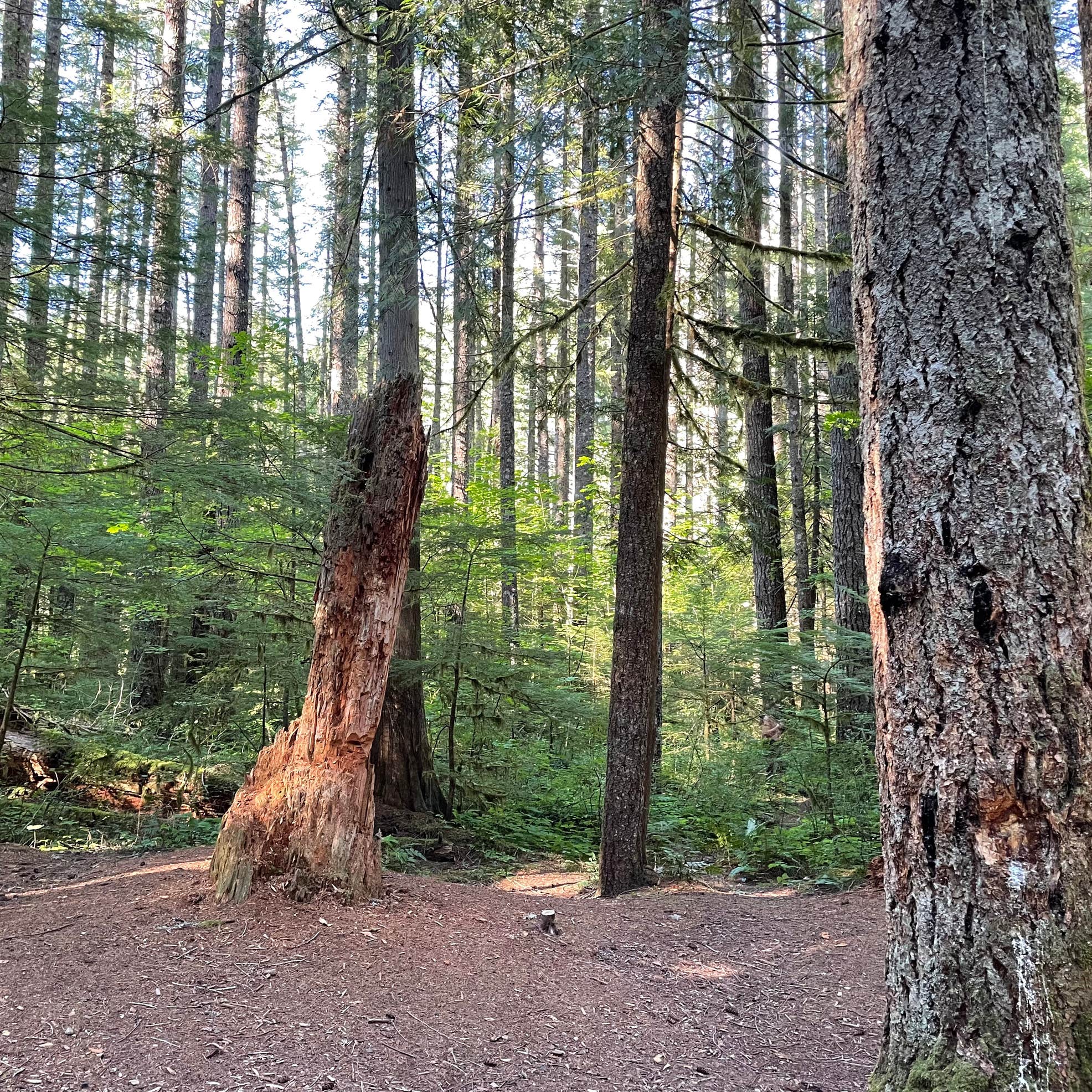 Lower Falls Campground | Trout Lake, Washington