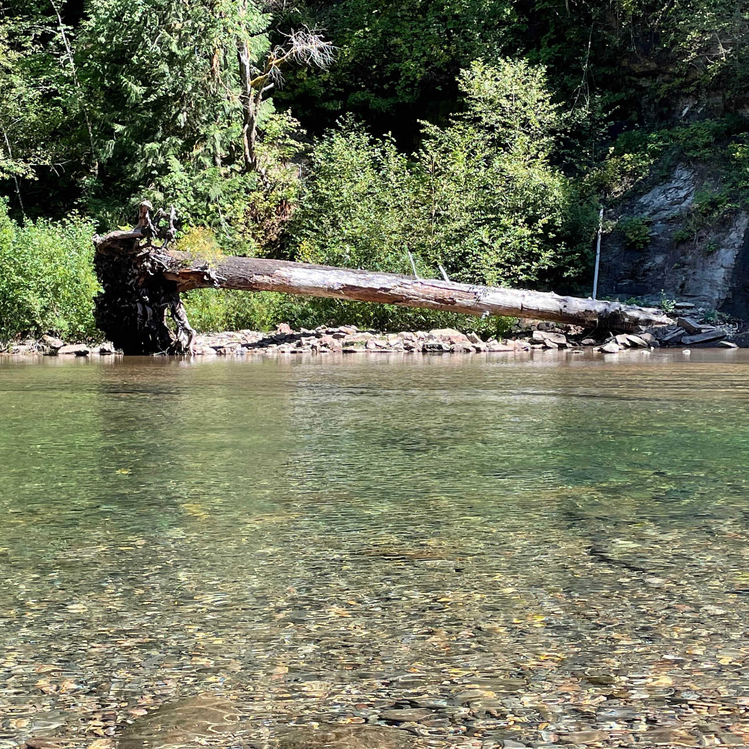 Lower Falls Campground | Trout Lake, Washington