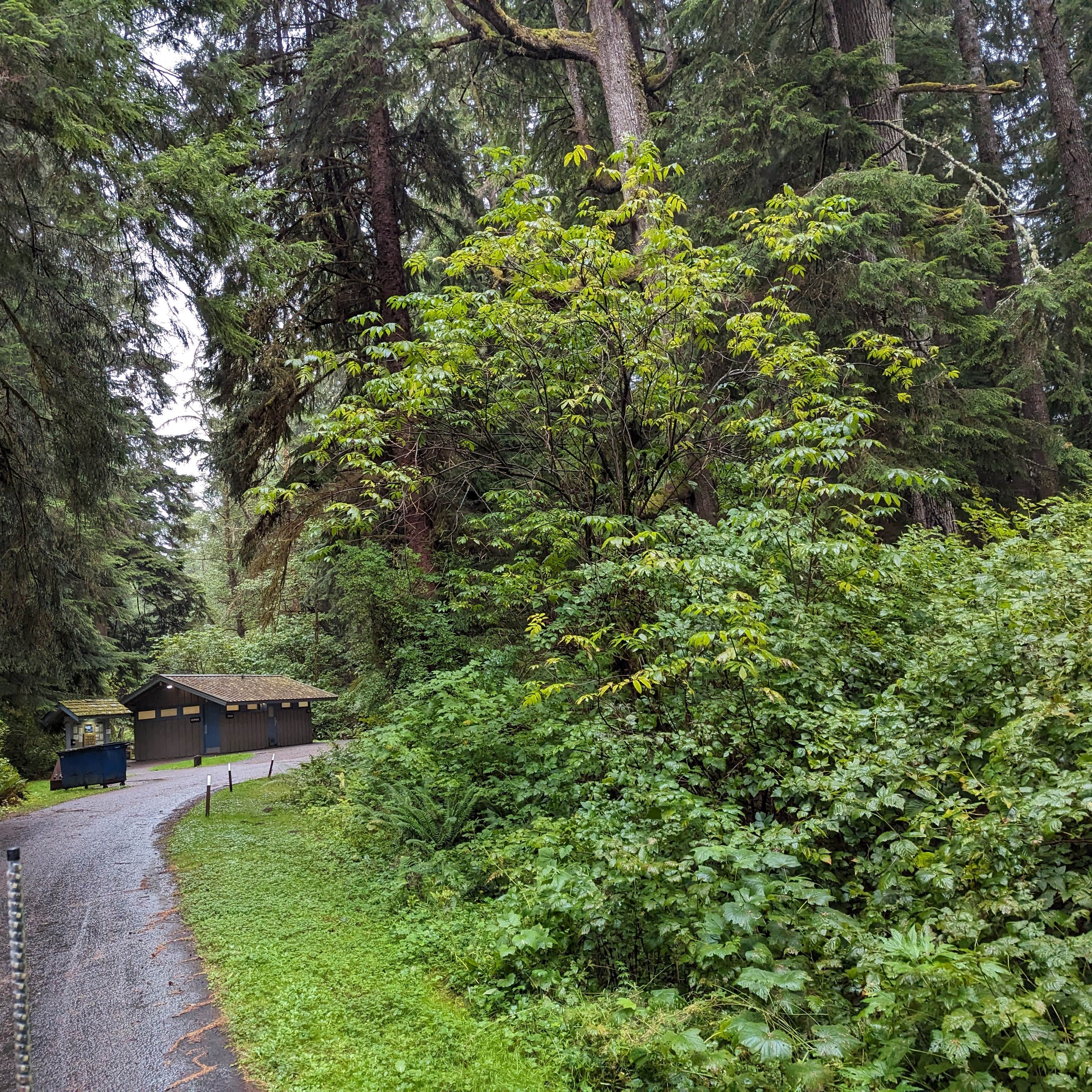 Mora Campground — Olympic National Park | Forks, WA