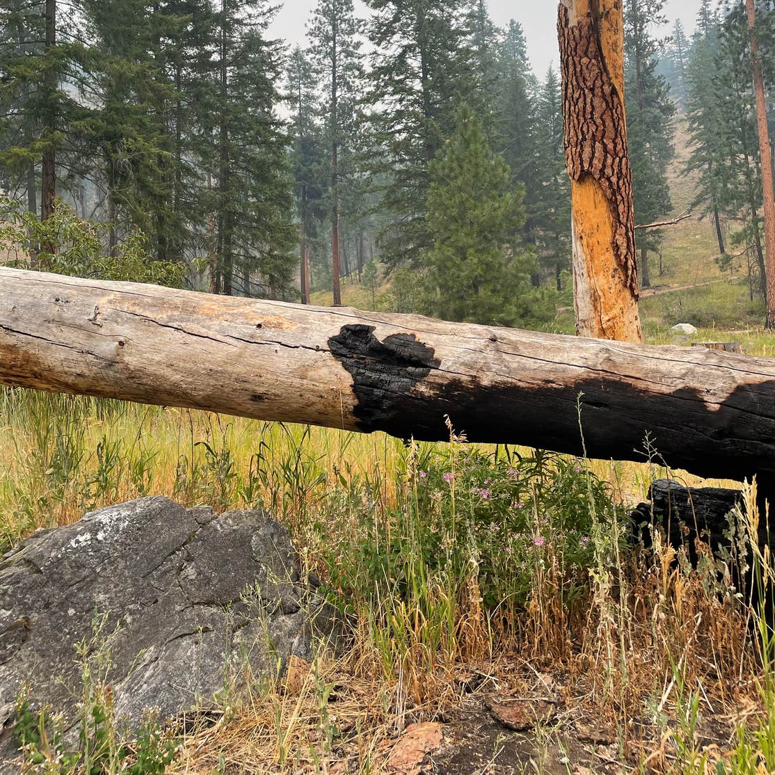 Pine Flats Group Campground | Ardenvoir, Washington