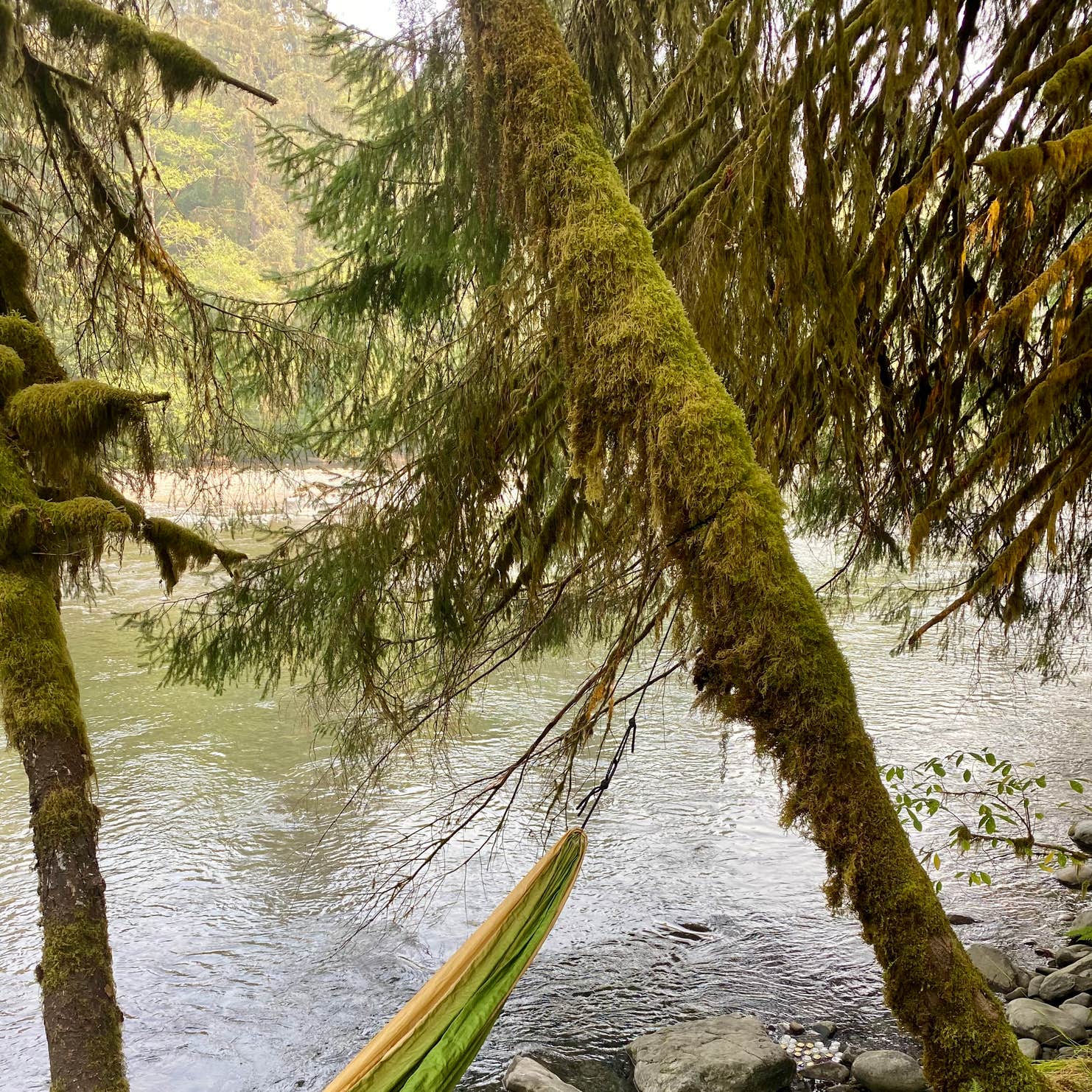 Queets Campground — Olympic National Park | Amanda Park, Washington