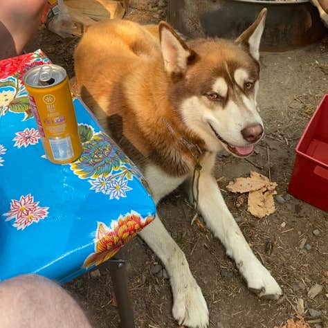 Queets Campground — Olympic National Park | Port angeles, WA