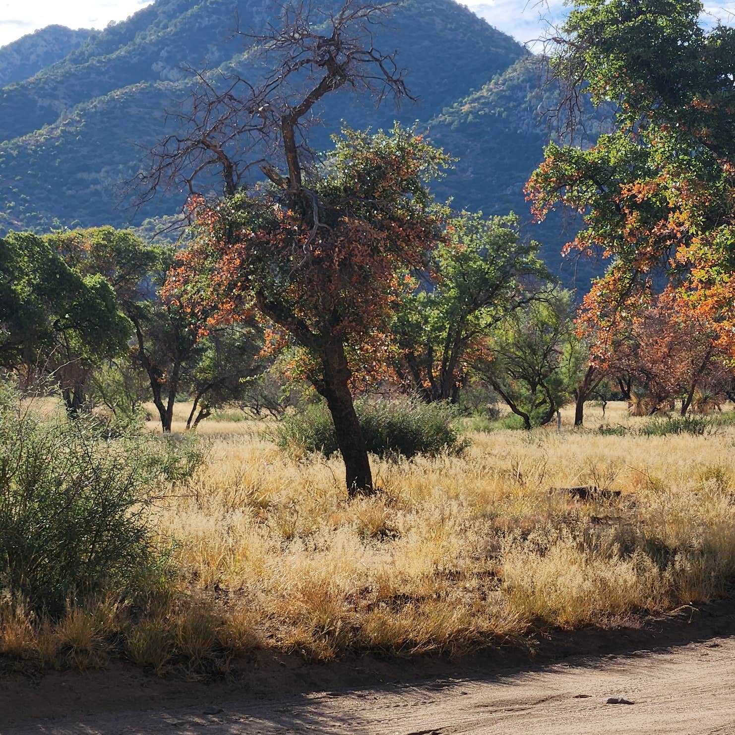 West Hunt Road Camping | Dragoon, Arizona