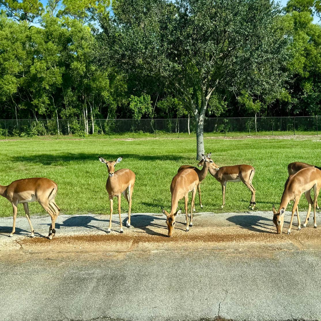 West Palm Beach-Lion Country Safari KOA Camping | Wellington, Florida