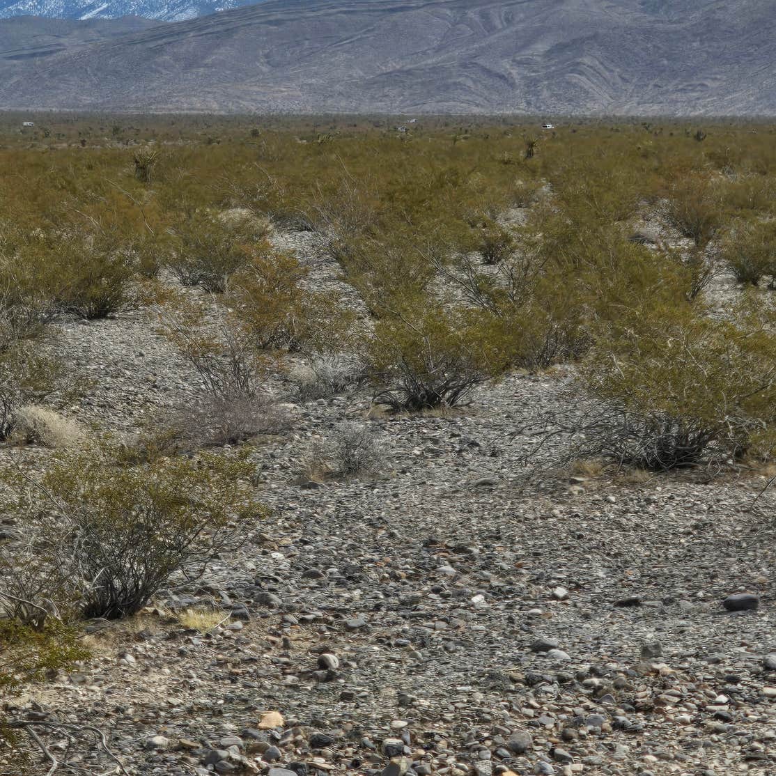 Wheeler Pass Camping | Pahrump, Nevada