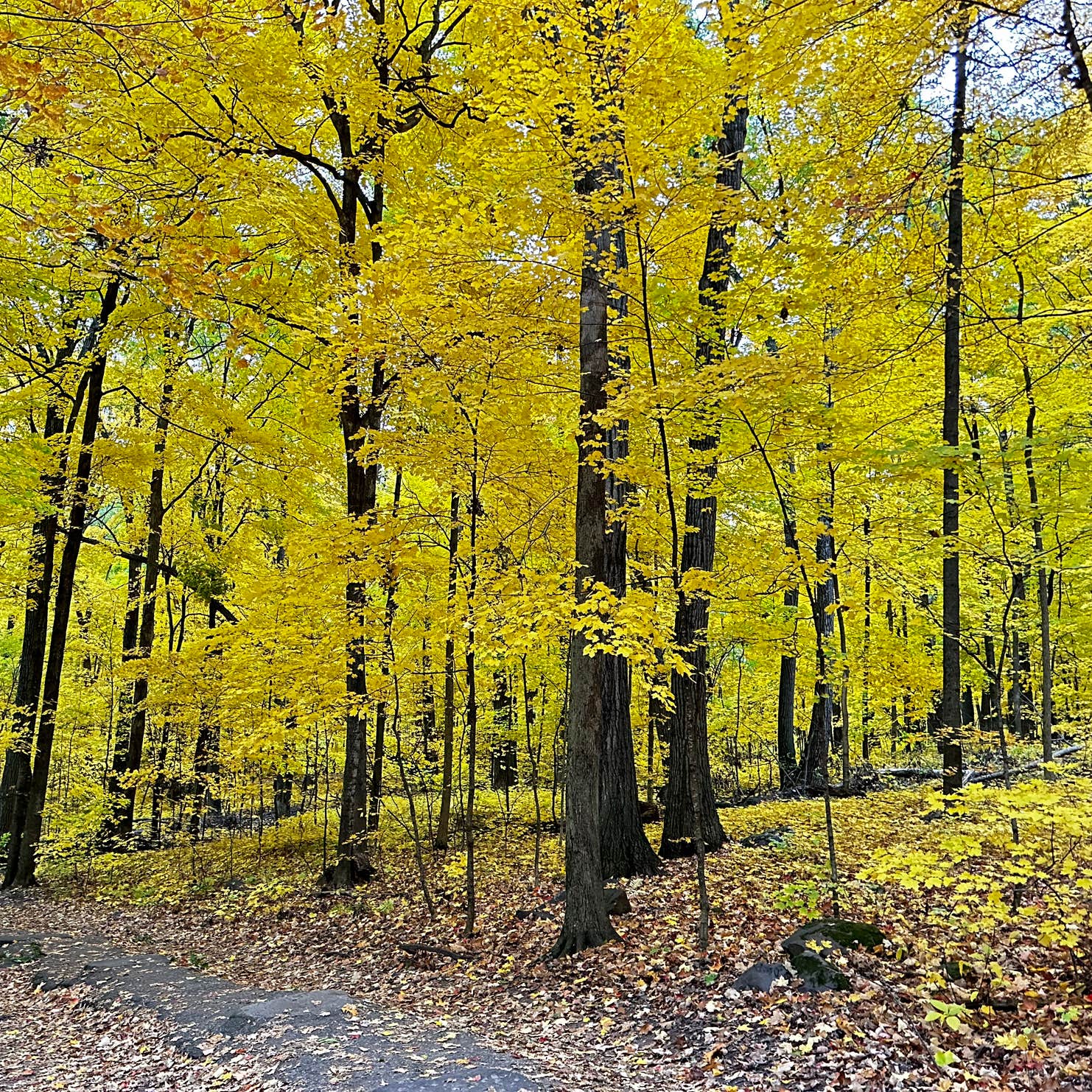 Quartzite Campground — Devils Lake State Park | Baraboo, WI