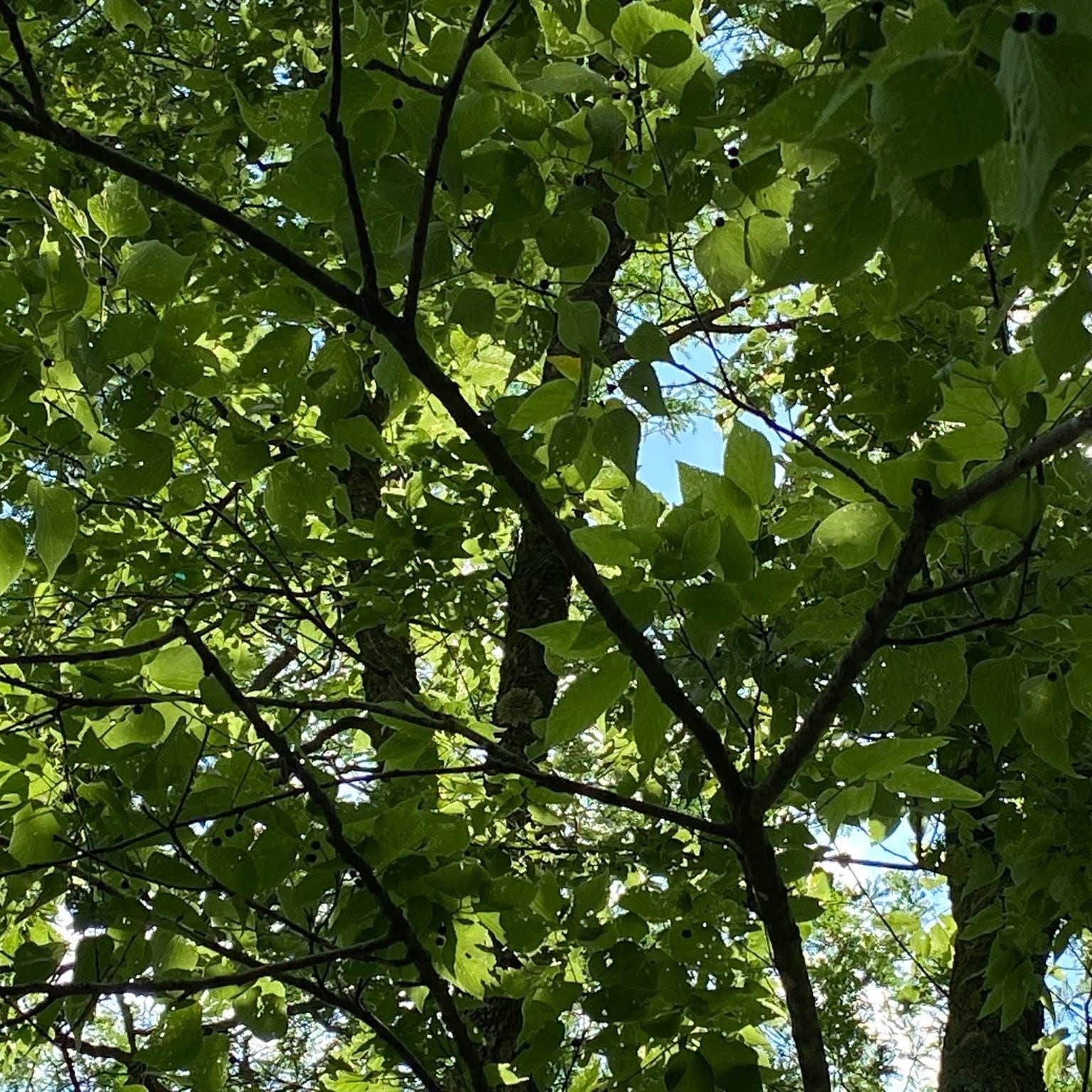 Tower Hill State Park Campground | Spring Green, Wisconsin