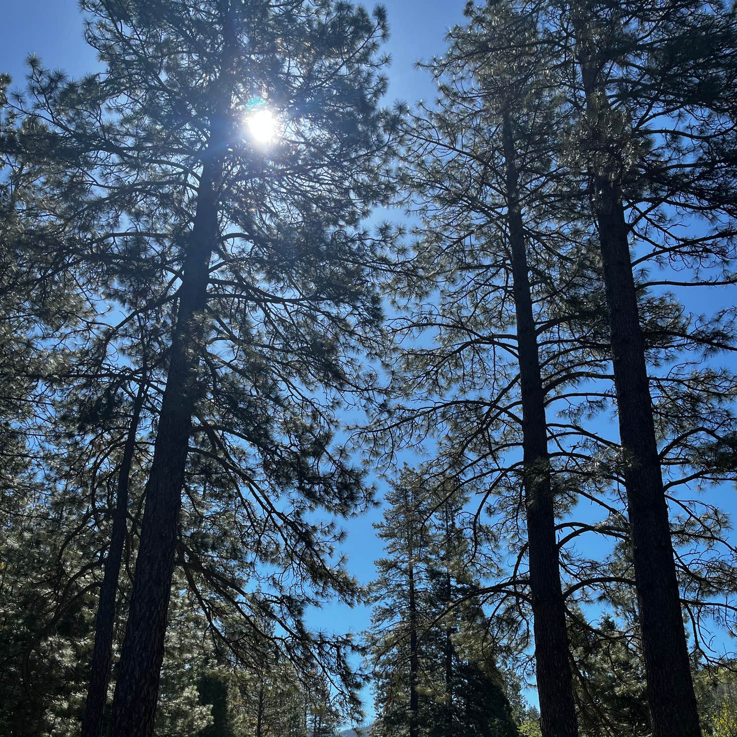 Thousand Trails Yosemite Lakes Camping | Eastman Lake, California