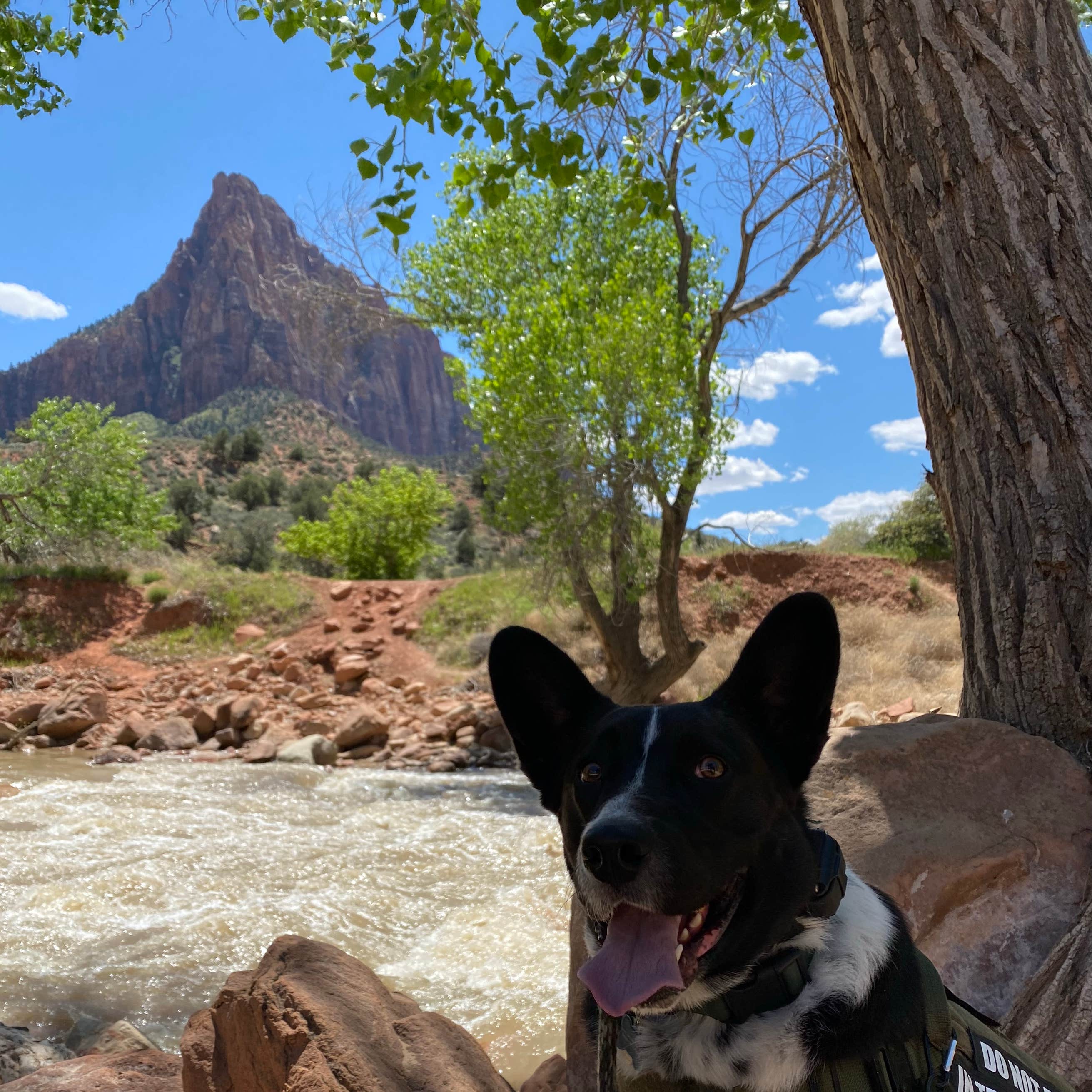 Zion River Resort Camping | Virgin, UT